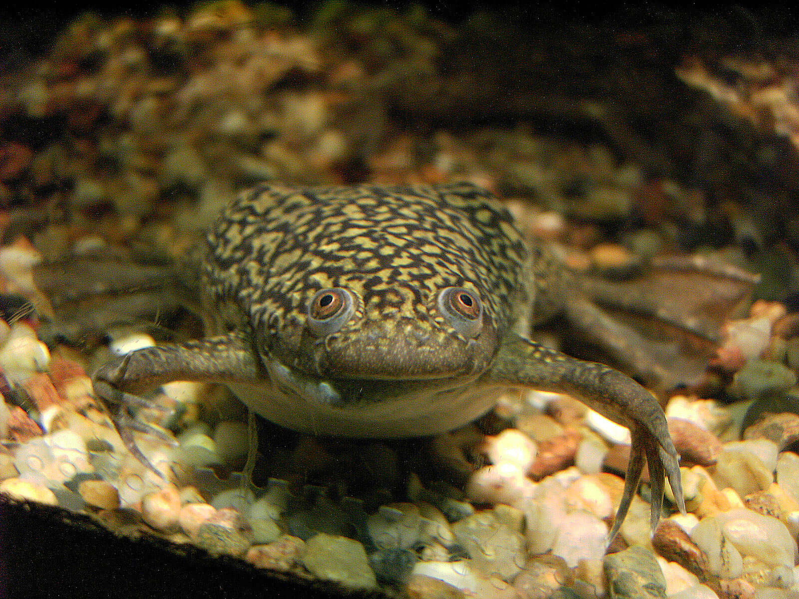 Out of Africa and into the lab: how Xenopus became a model organism